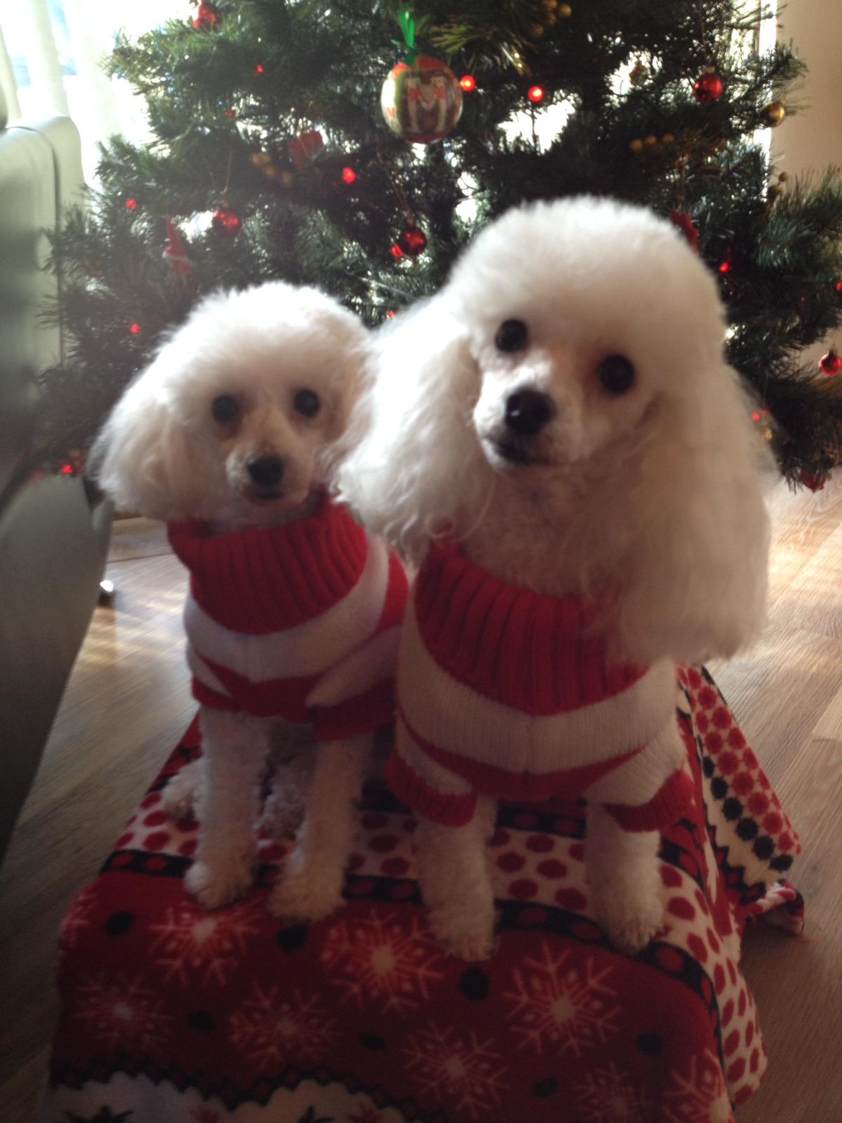 Testimonials | Mary's Animal Care